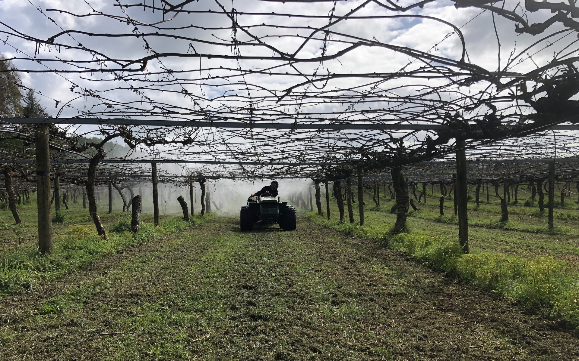 Growing and Orchard Management | Whitehall Fruitpackers Ltd